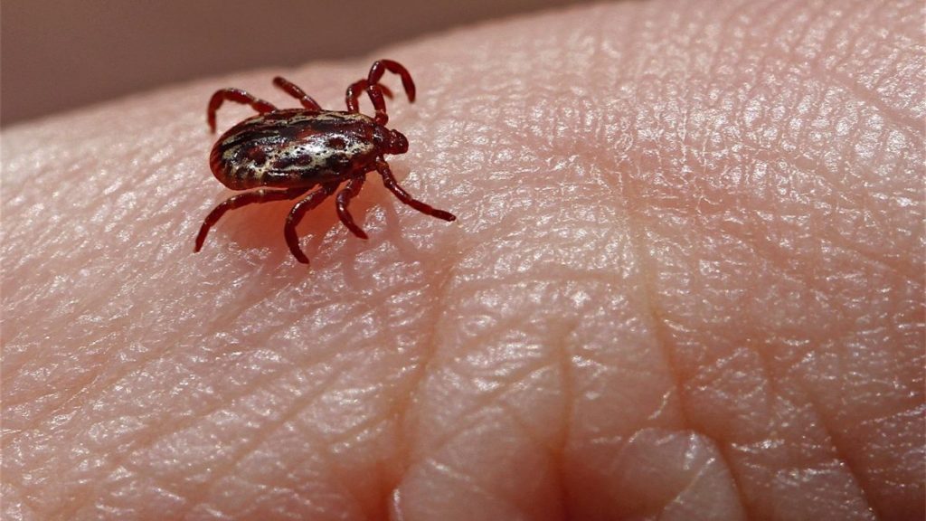 Febre Maculosa – IME Clínica Cidadã | Blog